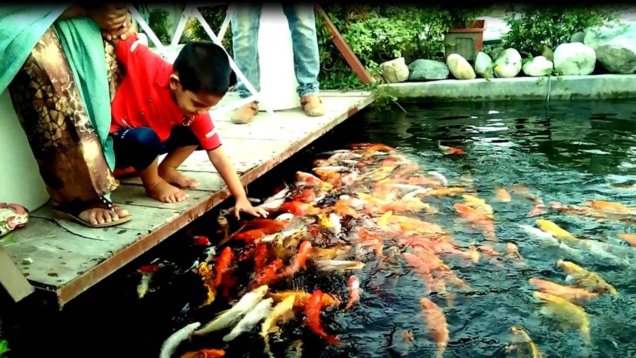 color fish | koi fish in mini pond | aquarium fish 12 | most colorful ...