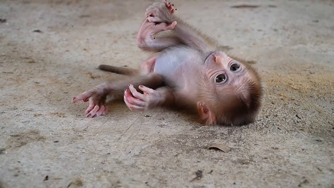 Luzar so lovely and beautiful baby monkey | Cutest Baby Monkey - YouTube