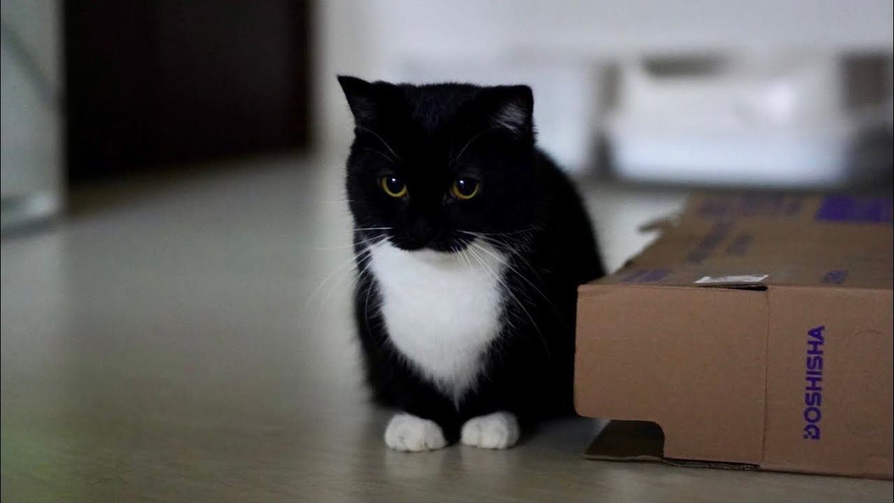 Arcane Lineage Metrom‘s Vessel Solo with Impaler - YouTube