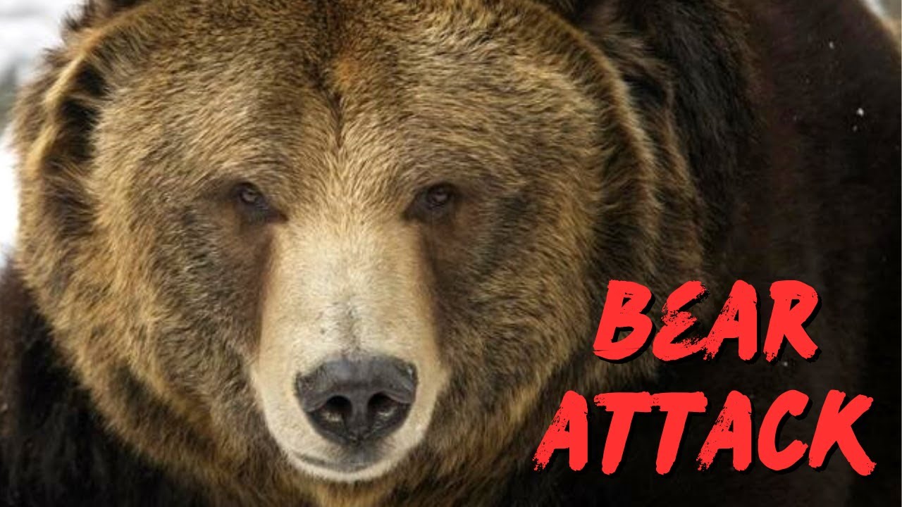 Protective Mother Grizzly Bear Attacks Hunters | Horrifying Story of ...