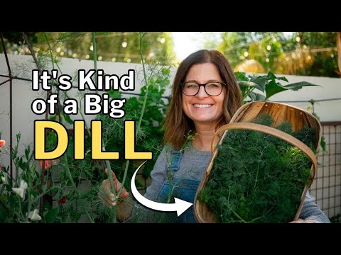 Grow DILL from Seed to Harvest: The Herb Pollinators (and You!) Will Love