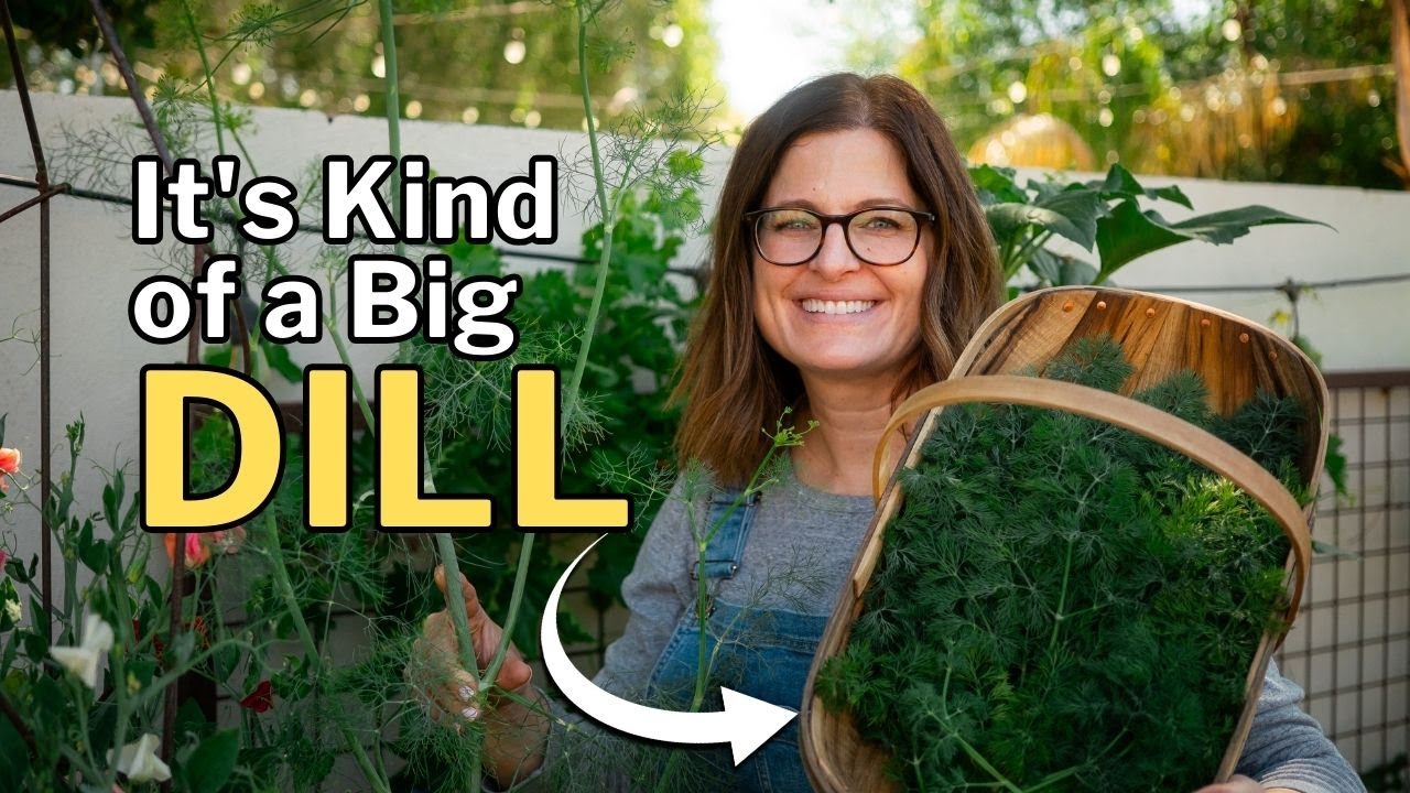 Grow DILL from Seed to Harvest: The Herb Pollinators (and You!) Will ...