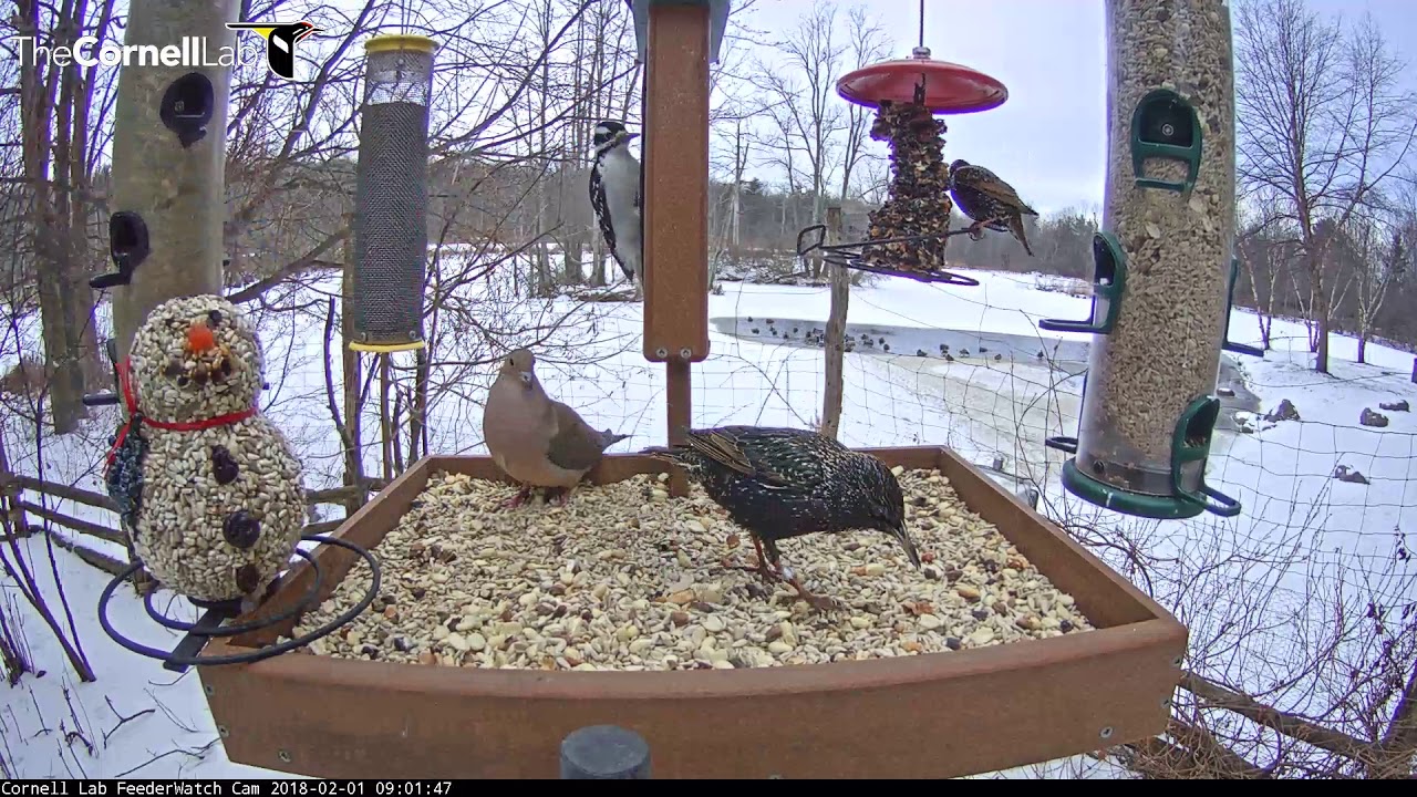 Usual Suspects Visit Cornell Feeders On Cold Winter Morning – Feb 1 ...