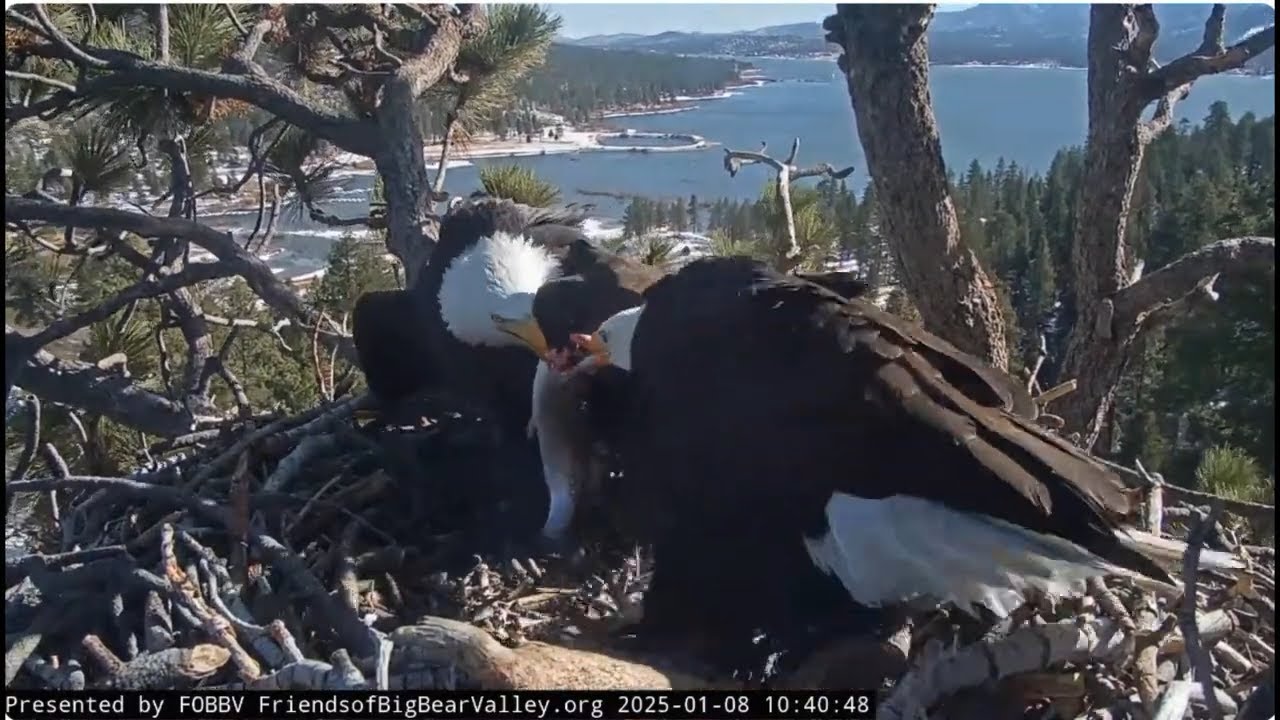 Jackie takes Shadow's fish FOBBV CAM Big Bear Bald Eagle Live Nest ...