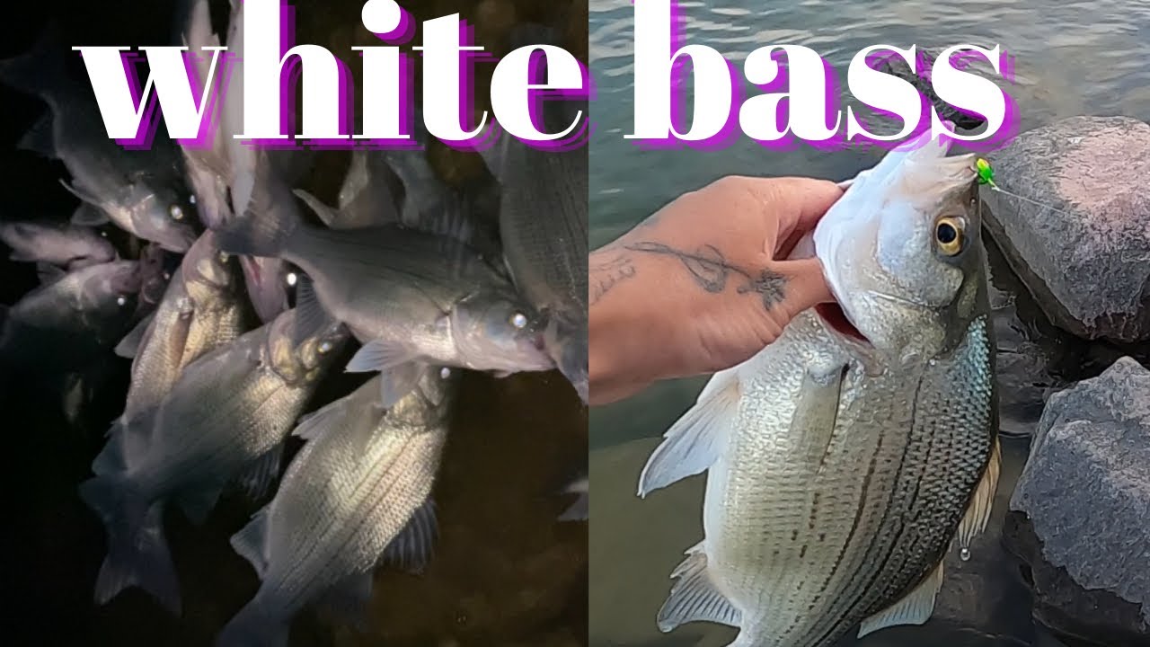 White bass fishing Missouri River Big bend Dam - YouTube