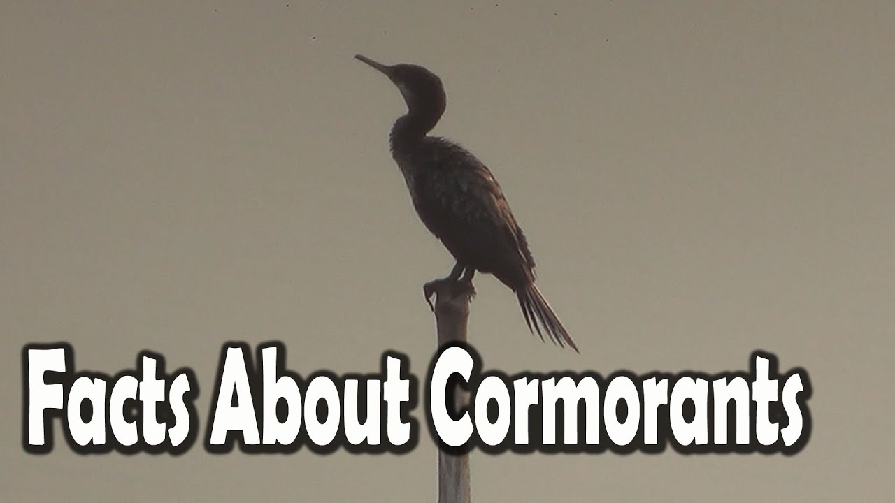 Facts About The Great Cormorant Birds - YouTube