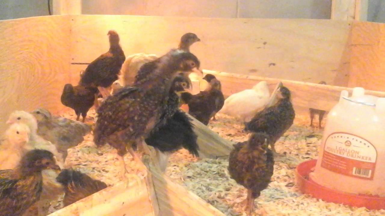 Baby Chickens Freak Out after Hearing Thenselves - YouTube