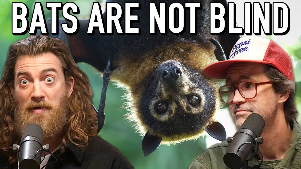 We Debunk Common Misconceptions | Ear Biscuits - YouTube