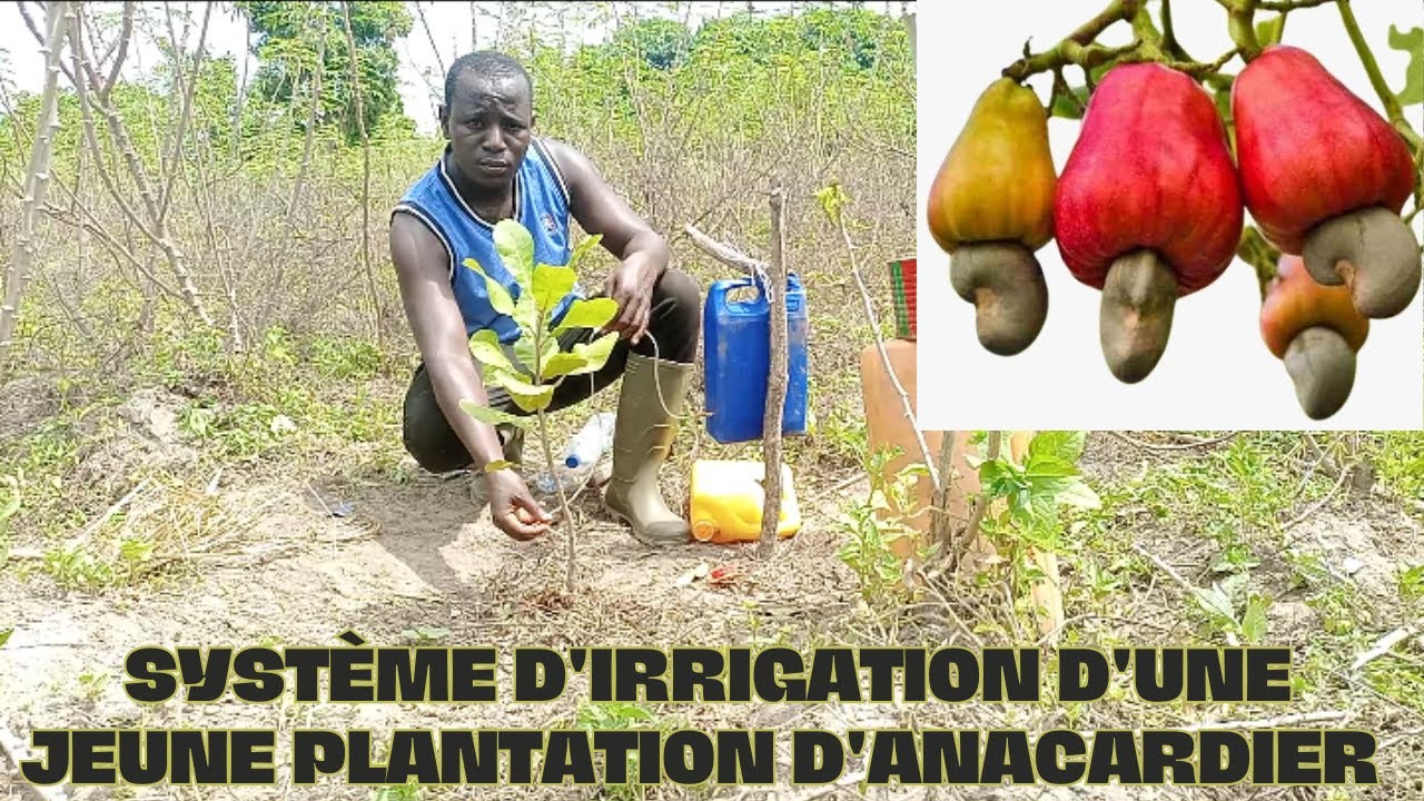 Trois dernières astuces pratique pour installer une jeune plantation d ...
