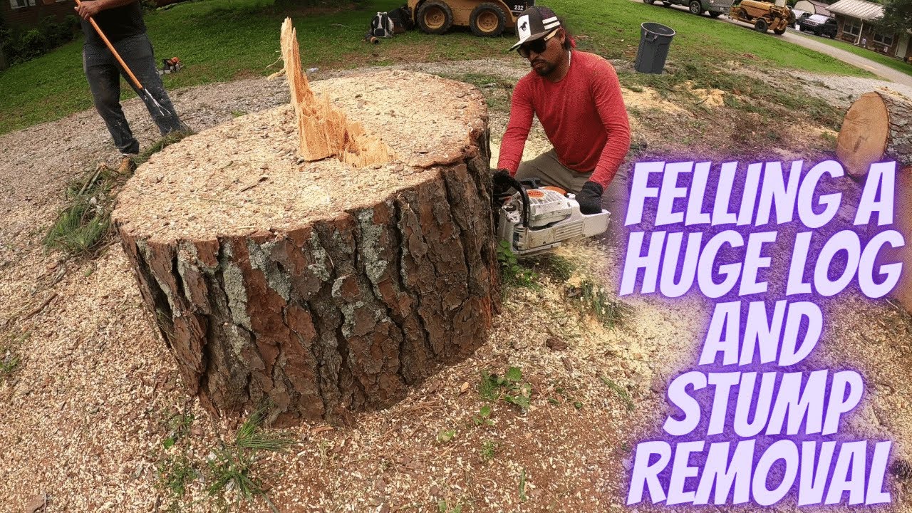 How to Make an Epic Stump Cut! - YouTube