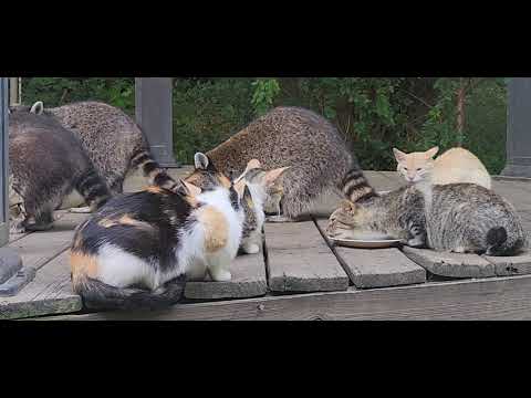 Good Morning for Critters. - YouTube