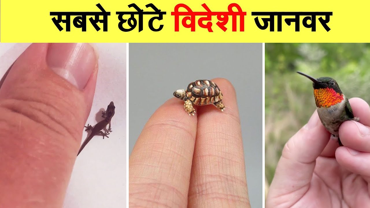 Top 10 Most Smallest Animals In The World | Part-2 - YouTube
