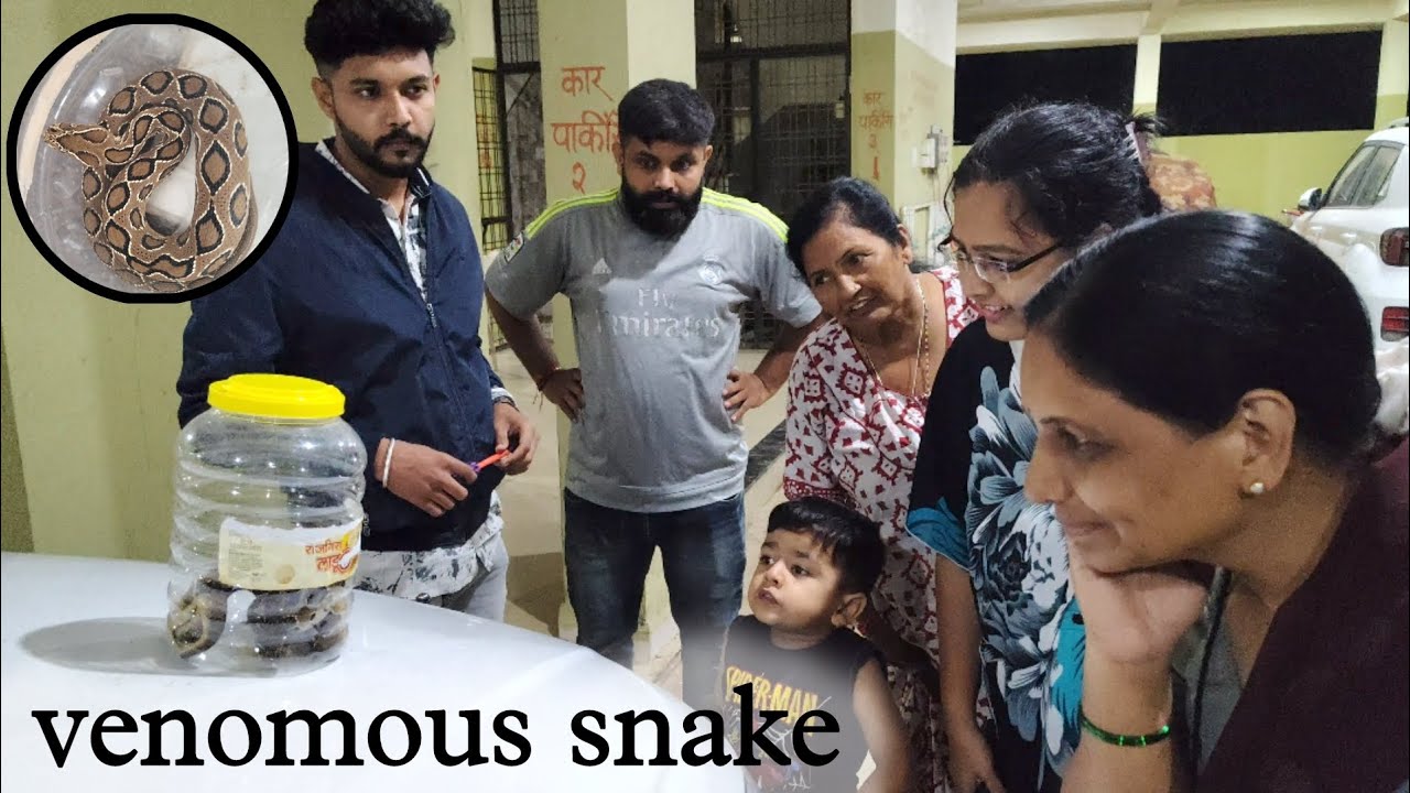 venomous snake in the society parking 😱 | Ghonas | Russell viper ...