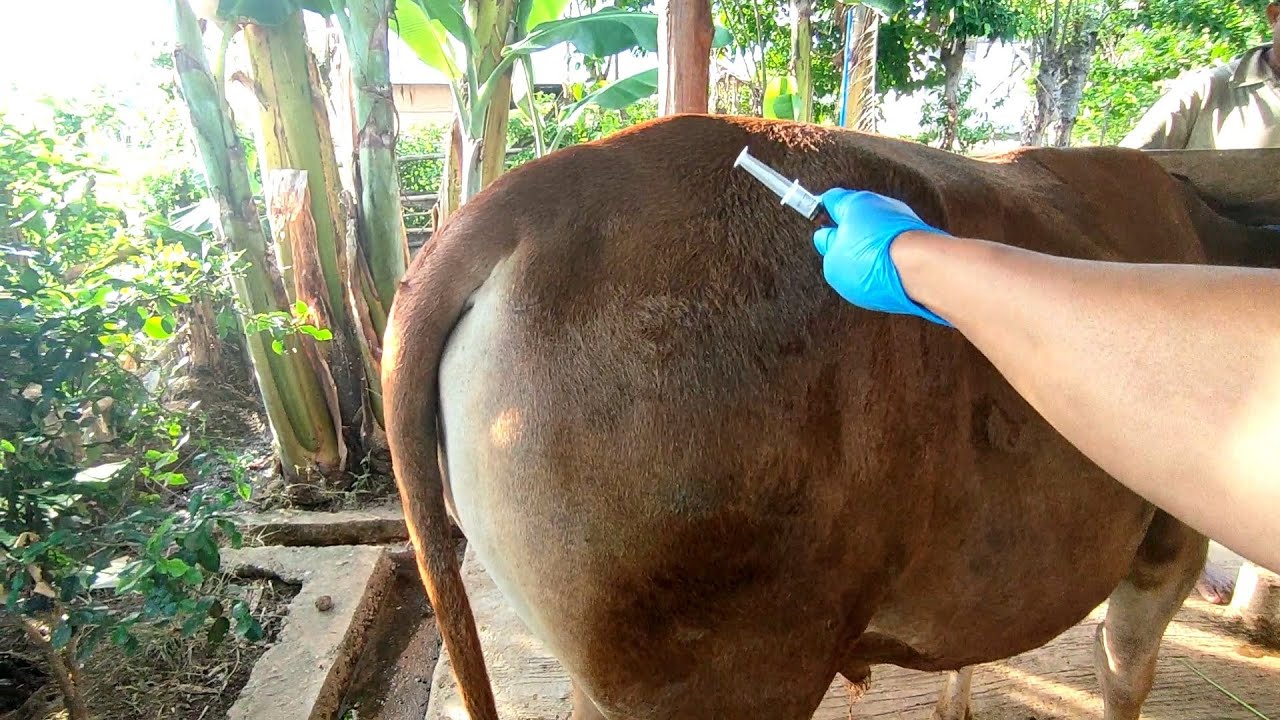 Treatment Pneumonia | Pengobatan Radang Paru Pada Sapi(Batuk ...