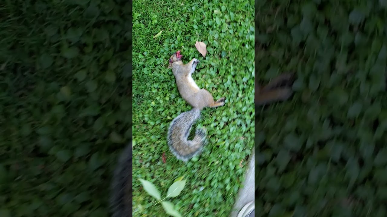 Dead squirrel - YouTube