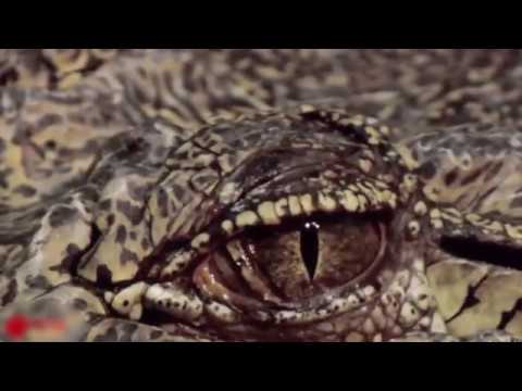 Amazing Elephant Save Baby Elephant From Crocodile Hunting | Animal Action