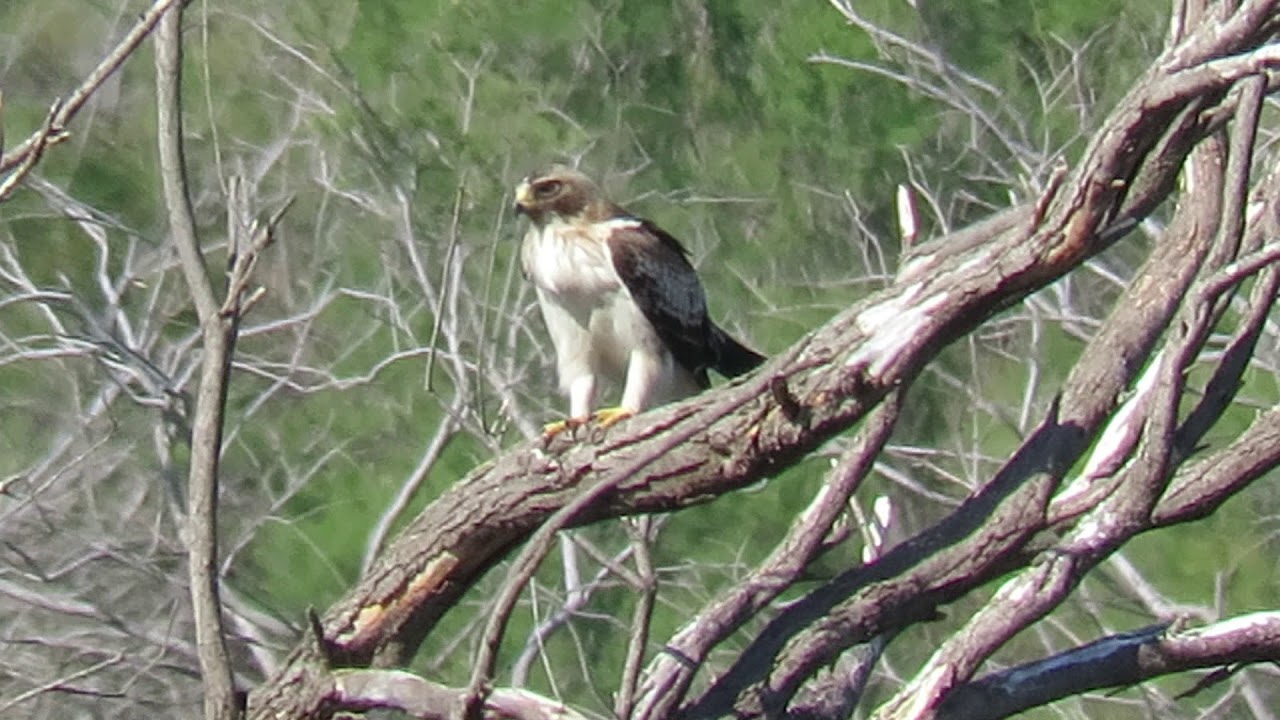 Booted Eagle, near Malaga - YouTube