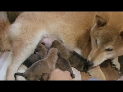 day 1 shiba inu bb - YouTube