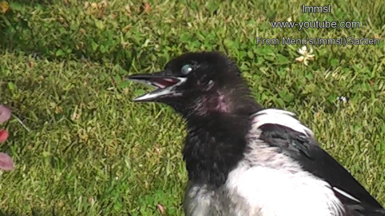 Magpies In My Garden -Magpie Enjoys Sunbathing - YouTube