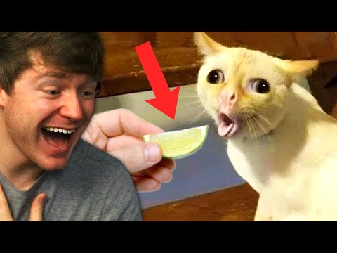 Impossible Try Not to Laugh Challenge!