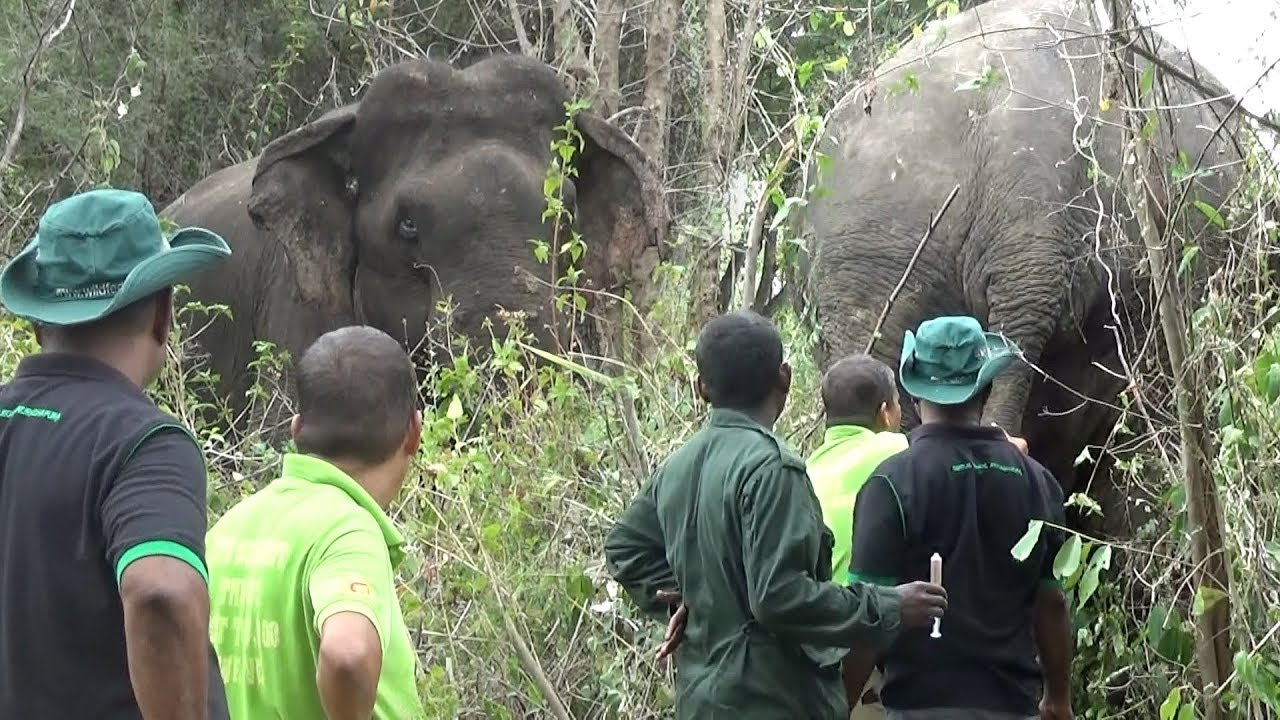 The wounded elephant treated by wildlife officers ! - YouTube