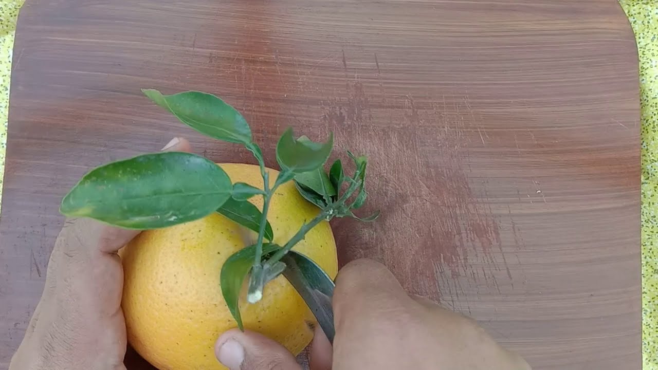 Grape Fruit | Peel | Mithay - YouTube