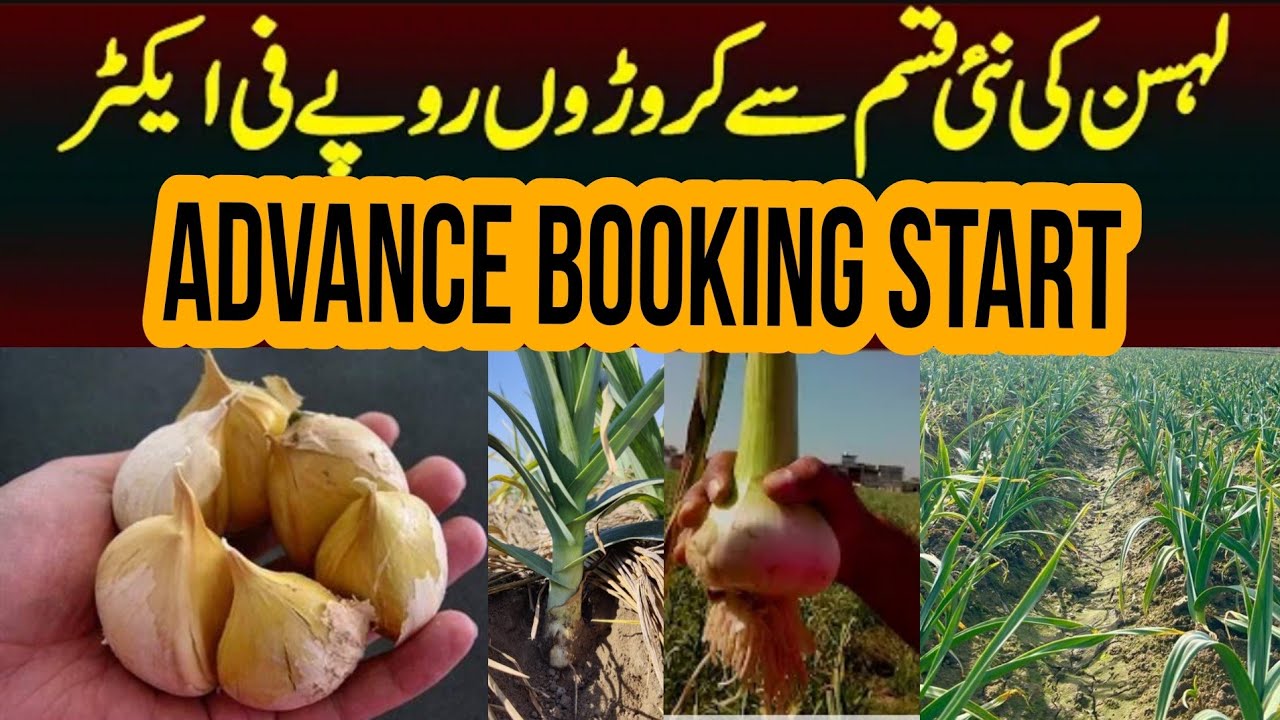 NARC HG1 Garlic | Advance booking start | Contact us | BilalNazeer ...