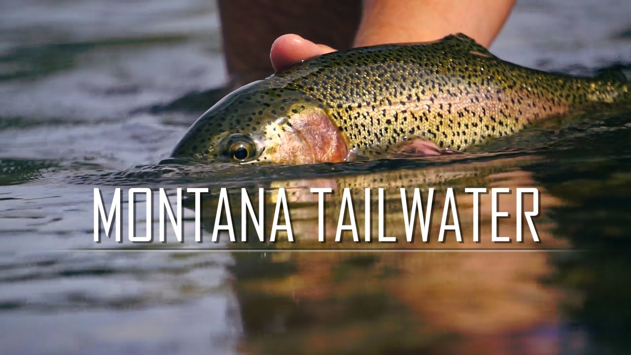 Montana Tailwater | Missouri Caddis Hatch - YouTube