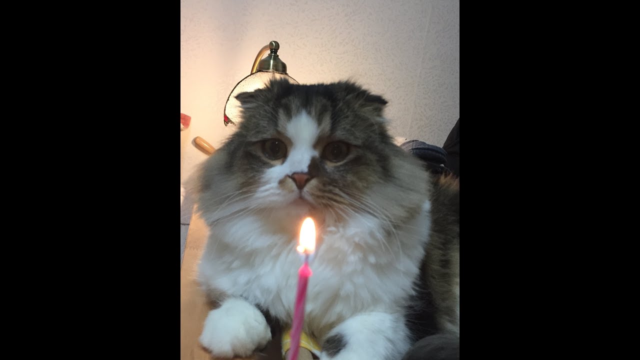 보보`s 꾹꾹이 (OUR CAT BOBO #고양이) - YouTube