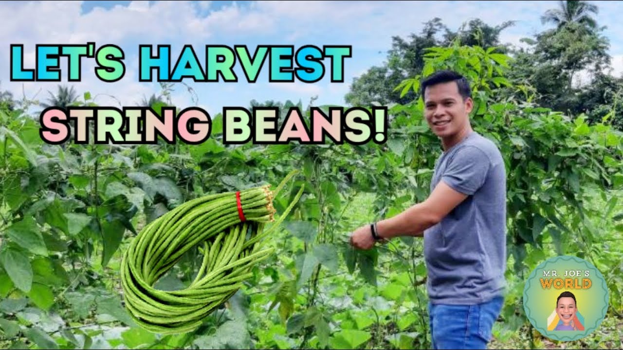 Harvesting String Beans in the Philippines - (Vlog # 8) - YouTube