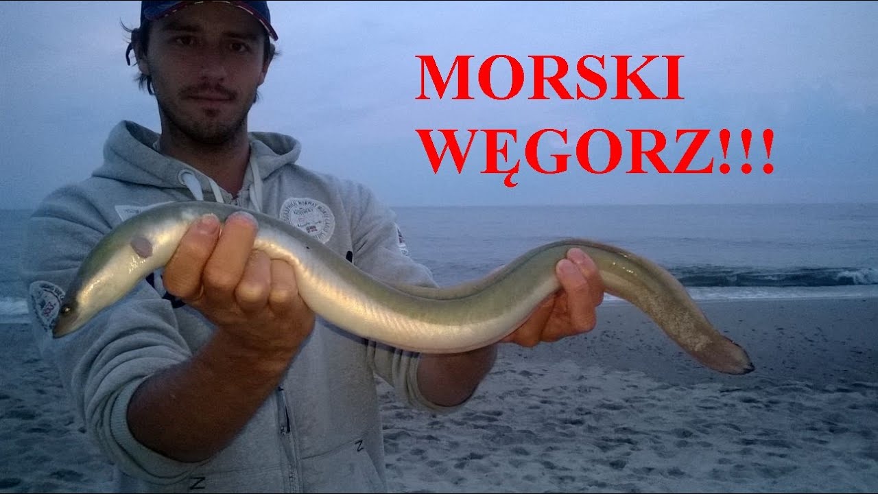 Surfcasting ryby z plaży sea fishing węgorz - YouTube