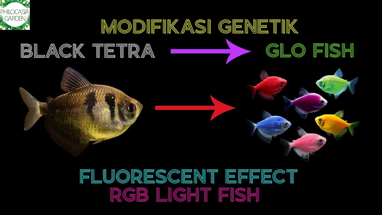 Glofish Tetra the fluorescent fish (RGB fish) - YouTube