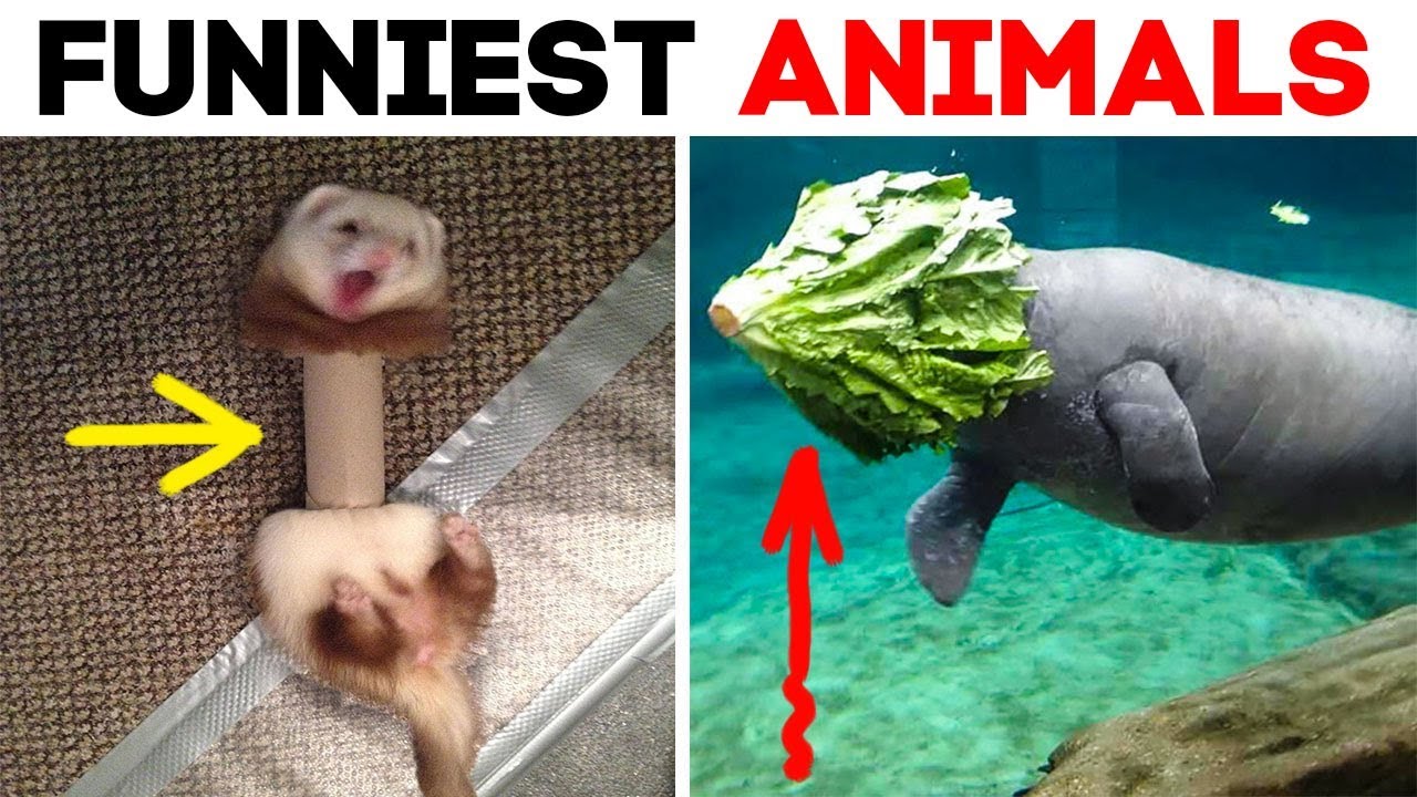 55 FUNNY ANIMALS THAT WILL MAKE YOU LAUGH HARD! - YouTube