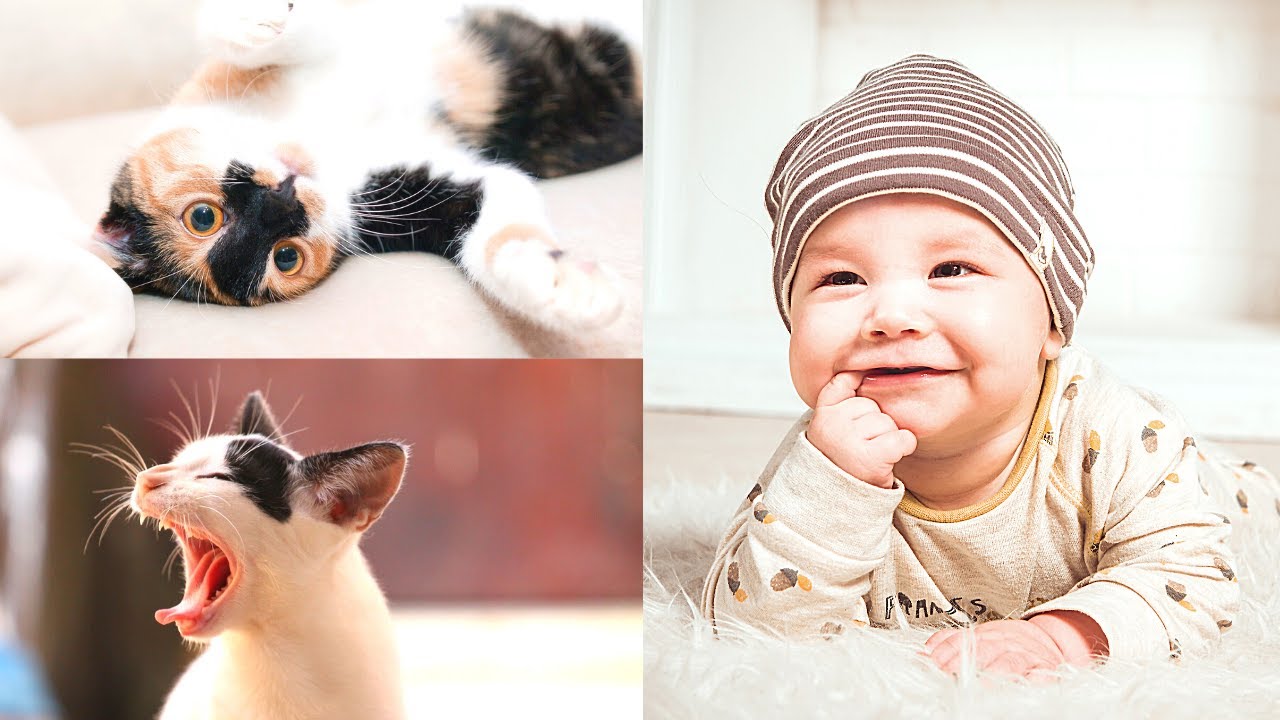 🐱👶 Funny Cats Playing With Babies Compilation November 2020 🐈 Adorable ...