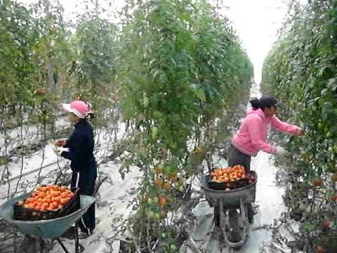 jitomate reserva, cosecha - YouTube