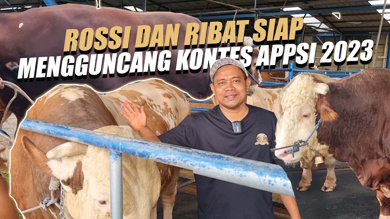 ROSSI RIBAT DUO SAPI SIAP KONTES DI APPSI KELAS EKSTREM 2023 | SUMBER ...