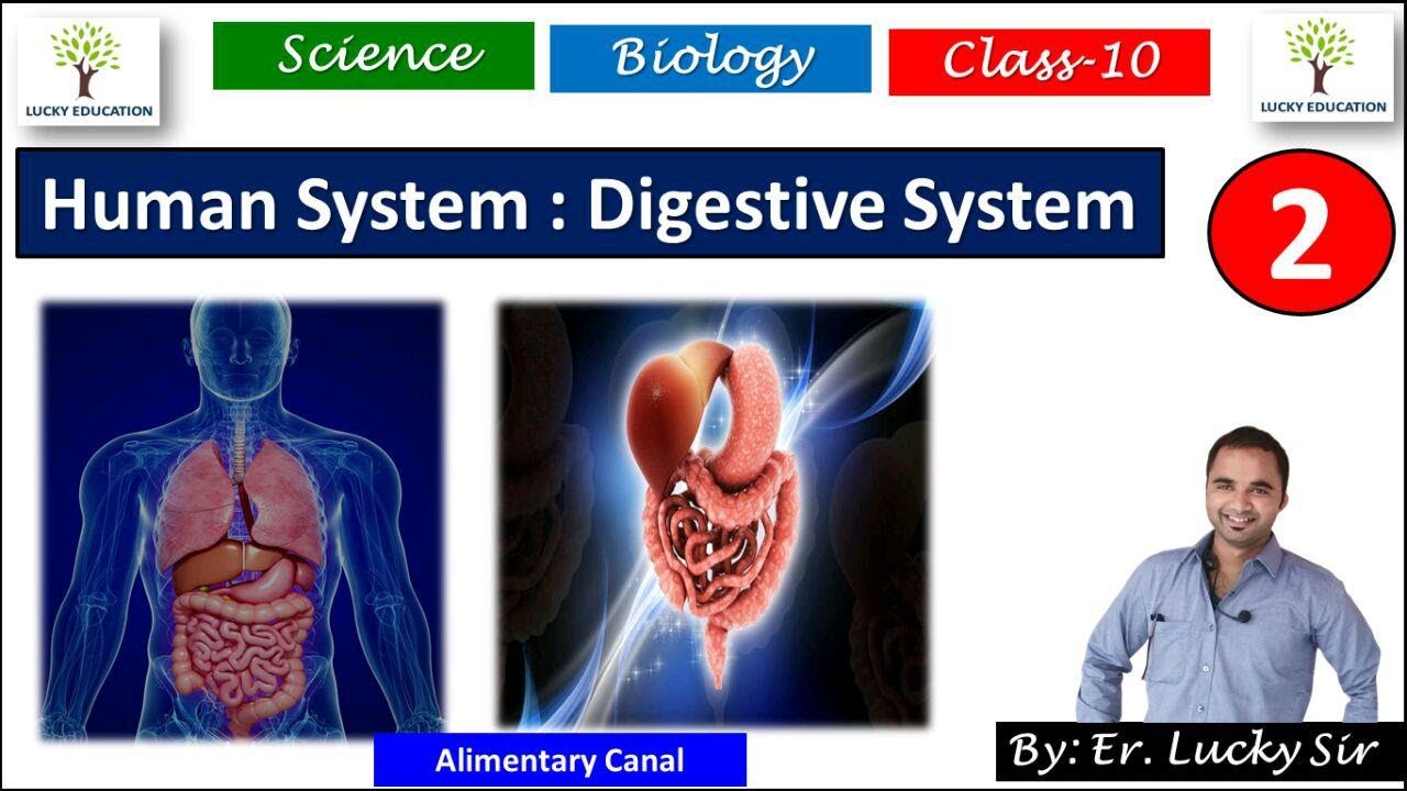 Alimentary Canal || Digestive System || Human System | Class 10 ...
