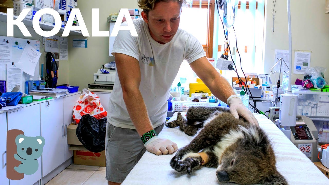 THE FUTURE OF KOALAS! ft. Adelaide Koala & Wildlife Hospital - YouTube