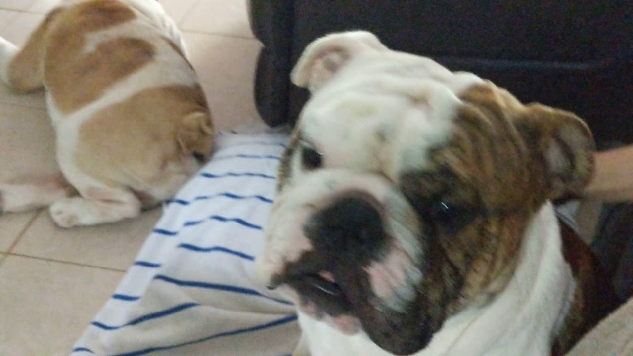 Pablo English Bulldog playing find me - YouTube
