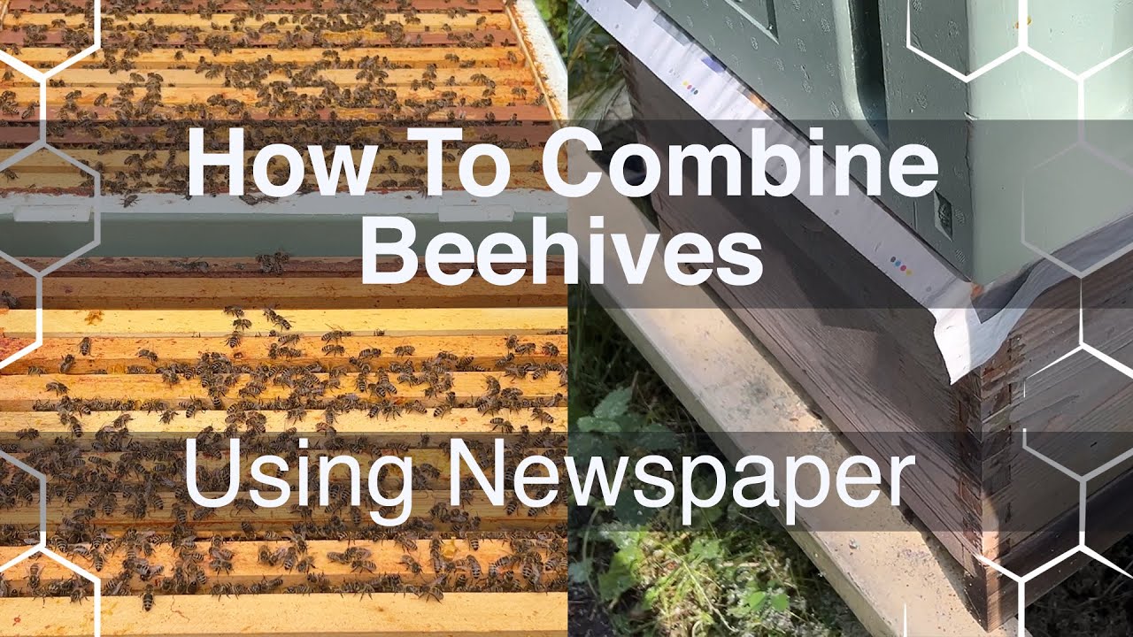 How to Combine two beehives / colonies - Using newspaper - YouTube