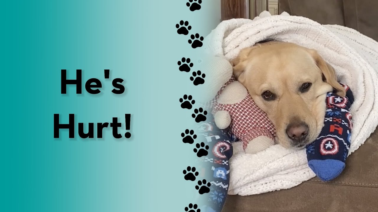 Magnus got hurt!!! Oh no!!! #short #dog - YouTube
