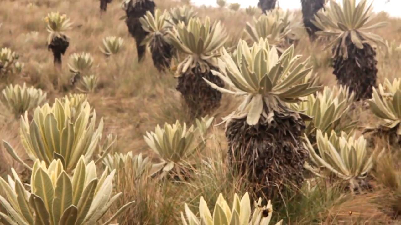 Polylepis - Around the andes - YouTube