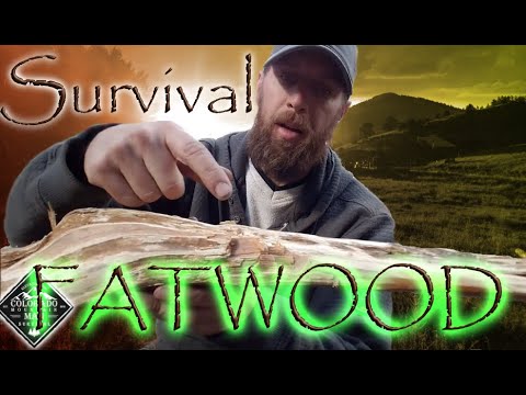 Fatwood - What is fatwood, how do you find it and how do you use it ...