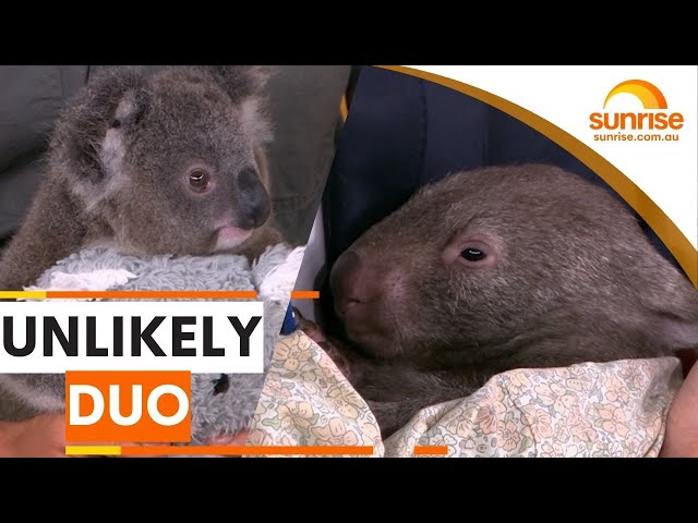 Koala Vs Wombat Koalas Or Wombats | Australian Wildlife Journeys