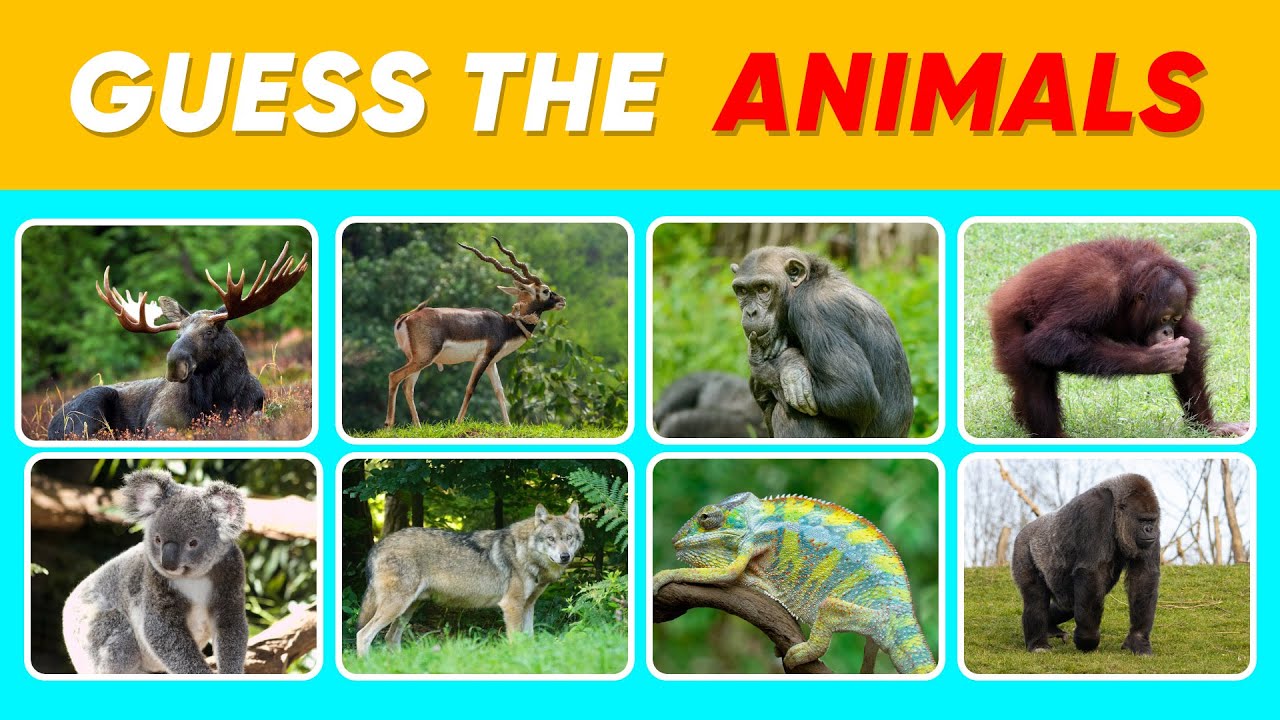 Can You Guess the Mystery Animal? | Test Your Wildlife Knowledge! - YouTube