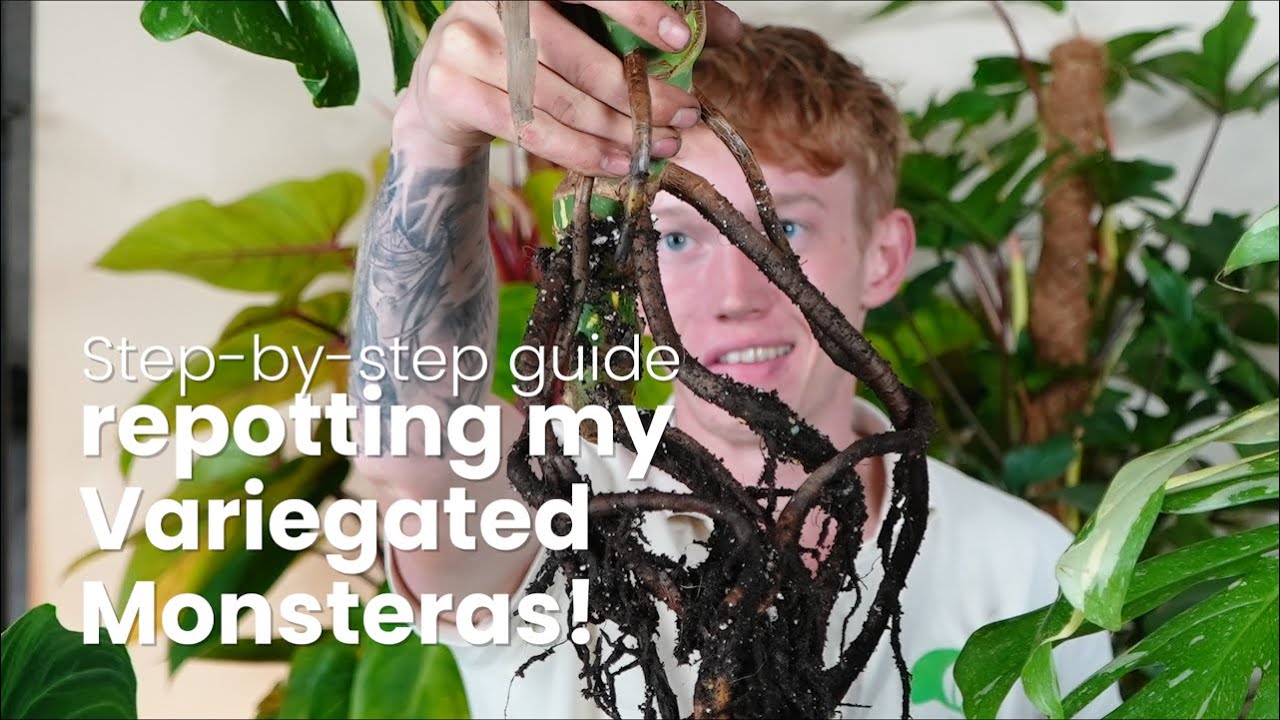 Repotting My Variegated Monsteras! Step By Step Guide - YouTube