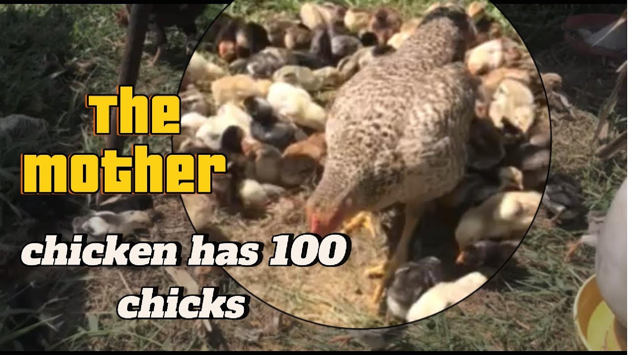 The Mather Chicken Has 100 Chicks (Documentary) - YouTube