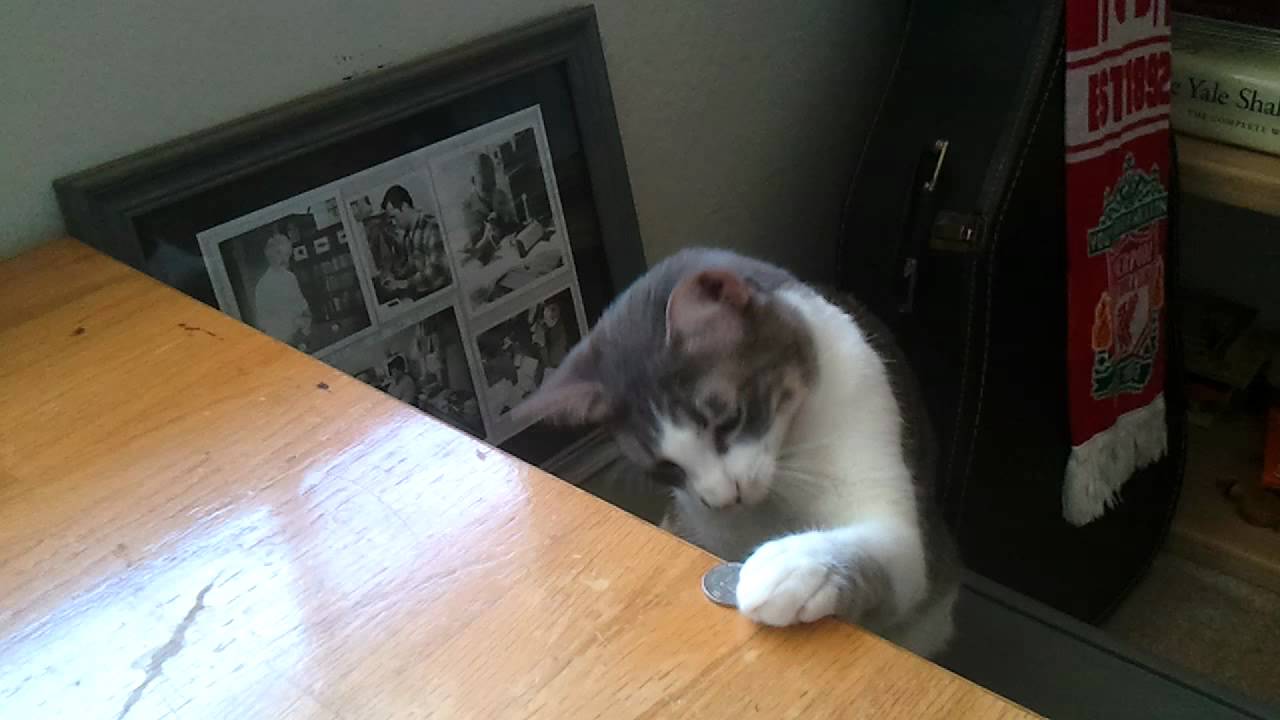 Shelby Cat counting coins - funny cat business! - YouTube