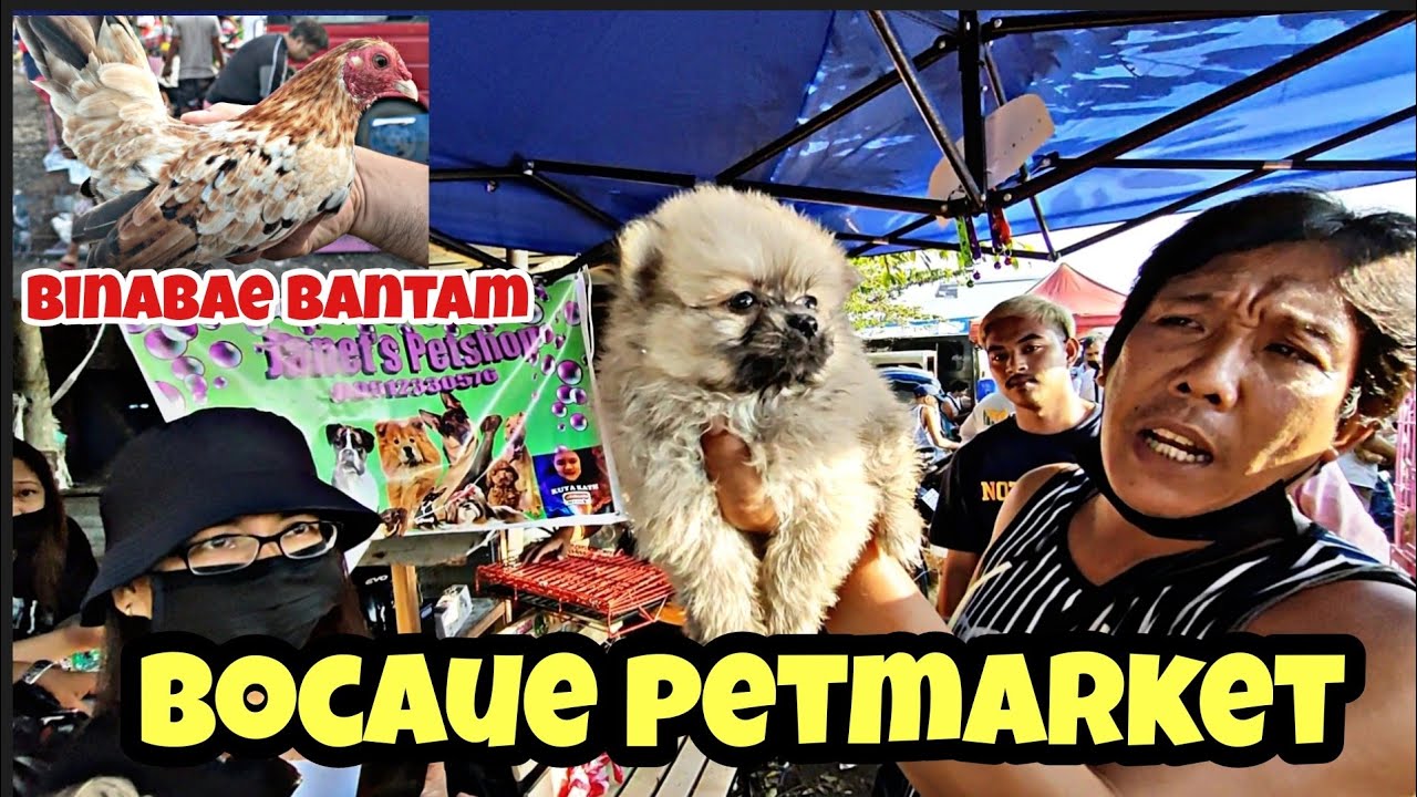 bocaue pet market tianggean ng mga hayop at mga pets - YouTube