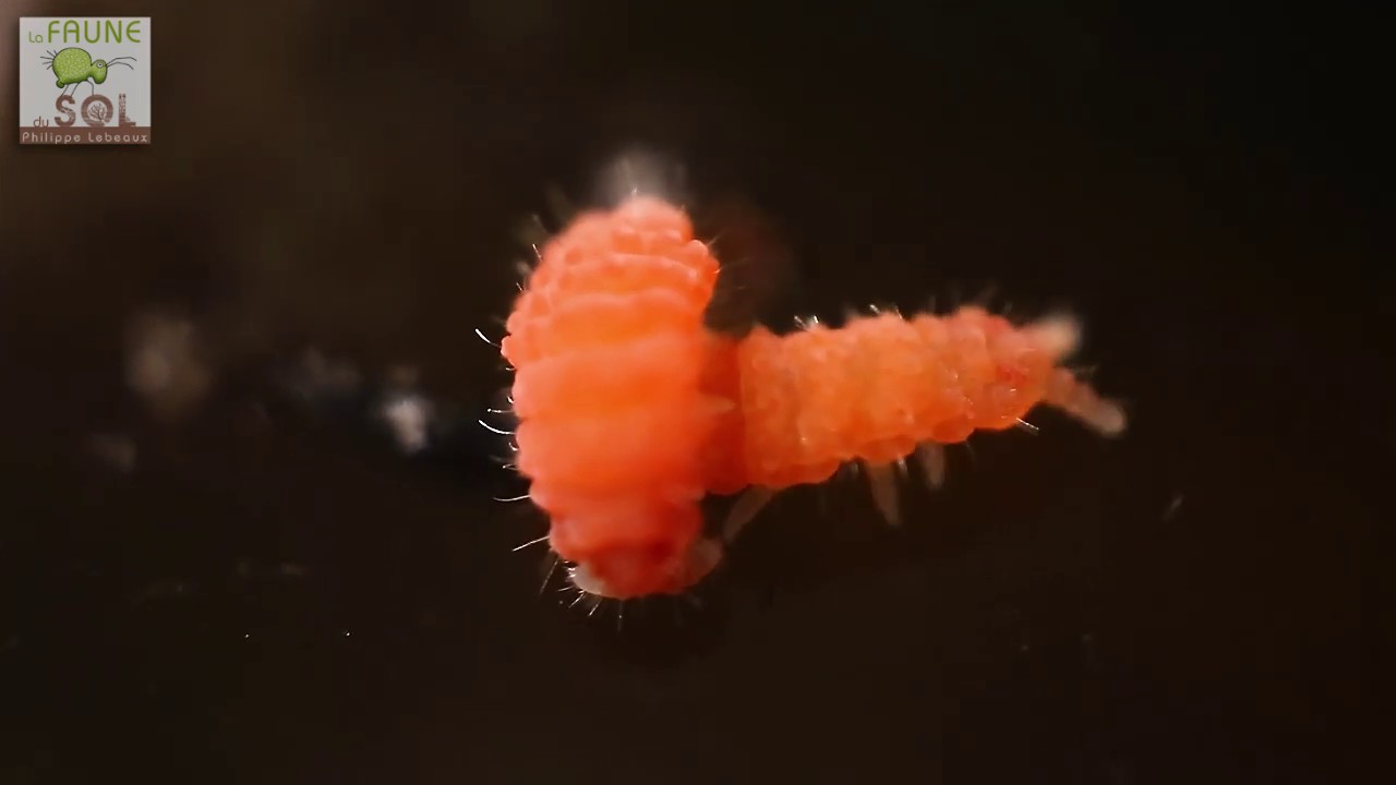 Blue, Yellow and red Neanuridae collembola - YouTube
